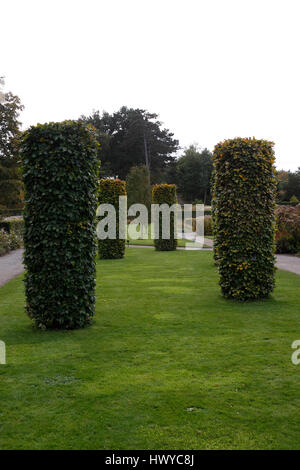 FAGUS SYLVATICA. BEECH COLUMNS. TOPIARY Stock Photo - Alamy