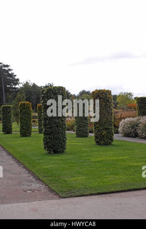 FAGUS SYLVATICA. BEECH COLUMNS. TOPIARY Stock Photo - Alamy
