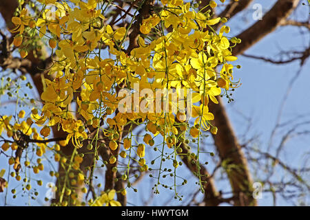 Golden shower flower, national flower of Thailand. Called konna in ...