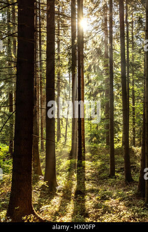 Czechia, Hradec Kralove, forest in Giant Mountains National Park Stock ...