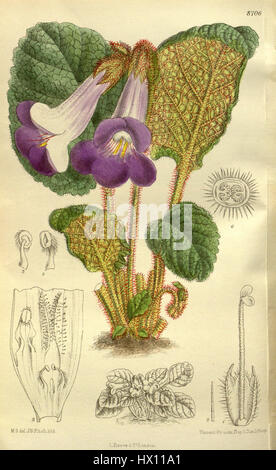 Chirita trailliana is a species of flowering plant native to the ...