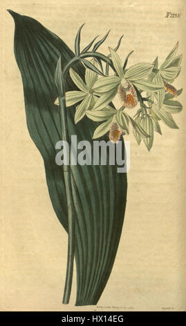 Geodorum citrinum is a species of orchid illustrated in Curtis's ...