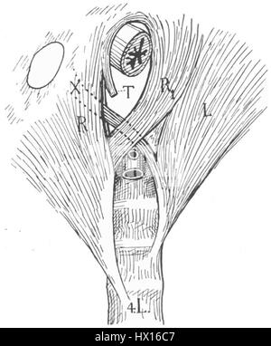 The illustration focuses on the structure and physiology of trees ...