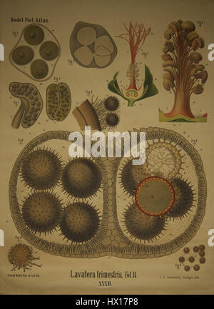 The 'Dodel port Atlas' is a botanical illustration of Cuscuta glomerata ...