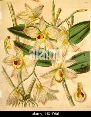A botanical illustration from 1841 by Curtis, showcasing the orchid ...