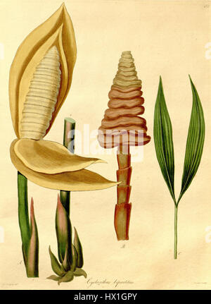 Leaves of a plant of the family Cyclanthaceae Stock Photo - Alamy