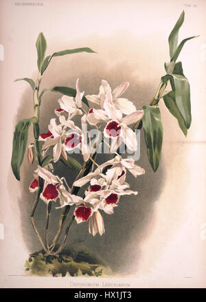 An intricate illustration of various orchids, showcasing their unique ...