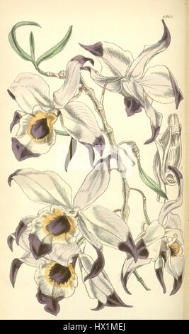 The 1856 illustration 'Dendrobium falconeri' by Curtis features a ...