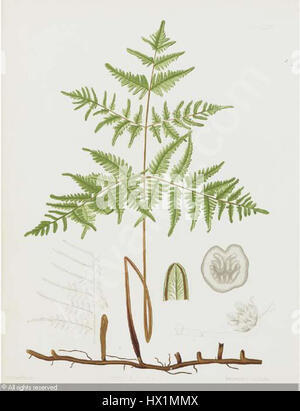 This work provides an in-depth look at the vampire bats of North ...