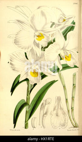 Orchid (Dendrobium infundibulum) in flower Stock Photo - Alamy