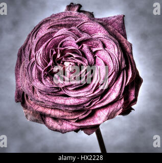 A beautiful pink rose dying Stock Photo - Alamy