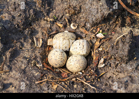 Rock Sandpiper (Calidris ptilocnemis ptilocnemis) nest and eggs ...