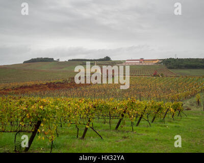 Bairrada vineyards landscape Stock Photo - Alamy