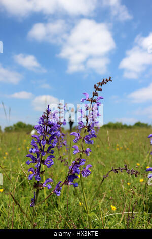 Wild flowers and leaves on bushes nature close up Stock Photo - Alamy