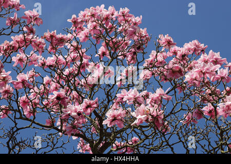 Nymans Garden, Sussex, UK. 25th Mar, 2017. A lovely sunny Spring day at ...