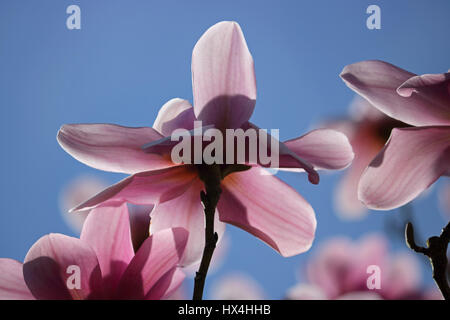 Nymans Garden, Sussex, UK. 25th Mar, 2017. A lovely sunny Spring day at ...
