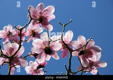 Nymans Garden, Sussex, UK. 25th Mar, 2017. A lovely sunny Spring day at ...