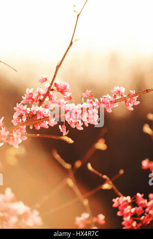 Blooming redbud tree at sunset Stock Photo - Alamy