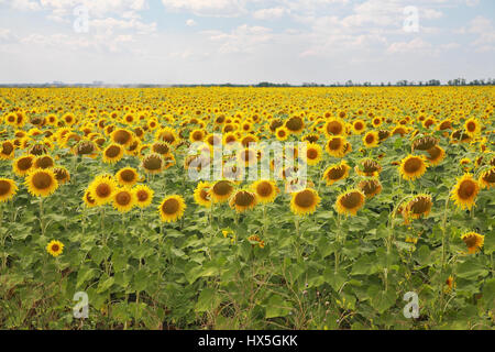 Field of sunflowers on a hot summer day Stock Photo - Alamy