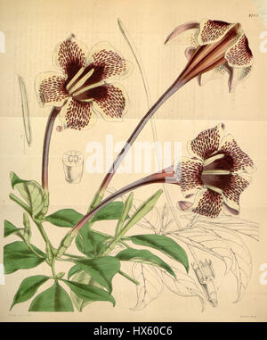 Rothmannia longiflora is a species of flowering plant native to ...