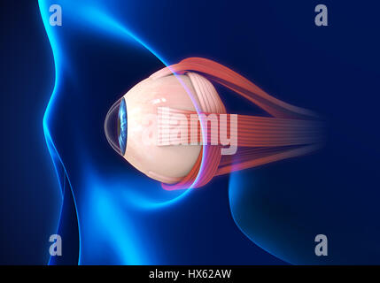 Human Eye Extraocular Muscles Stock Photo - Alamy