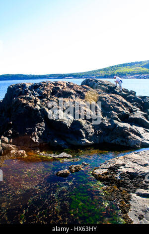 Seaweed in Tide Pool, Acadia National Park, Maine, USA Stock Photo - Alamy