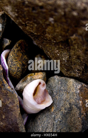 Sea shells on the rock during low tide Stock Photo - Alamy
