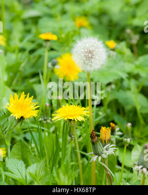 Dandelion seed head (Taraxacum officinale) amongst stinging nettles ...