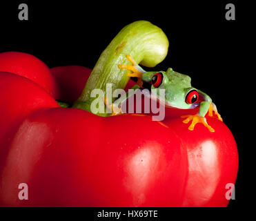 little red tree frog perched on a leaf Stock Photo - Alamy