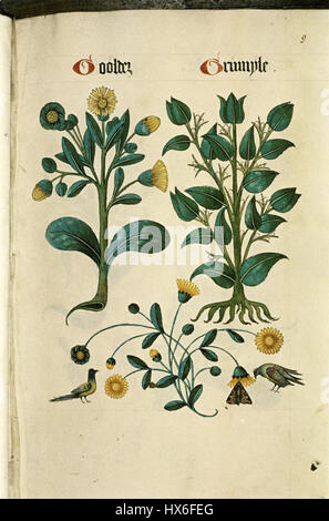 The Tudor Pattern Book, a manuscript from the 16th century, showcases ...