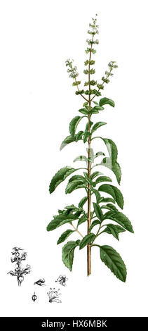 Ocimum tenuiflorum. Holy Basil, Tulsi plant and flowers on white ...