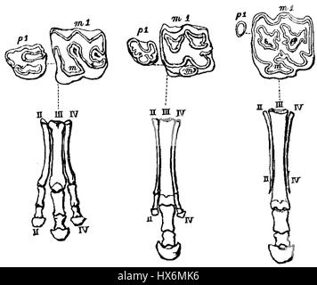 This text explores the comparative anatomy of vertebrates, focusing on ...