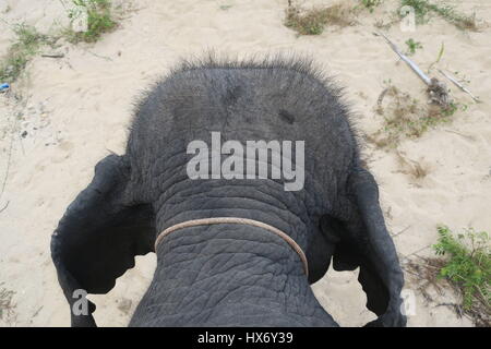 A close-up of a hairy head of an elephant from a wooden seat on ...