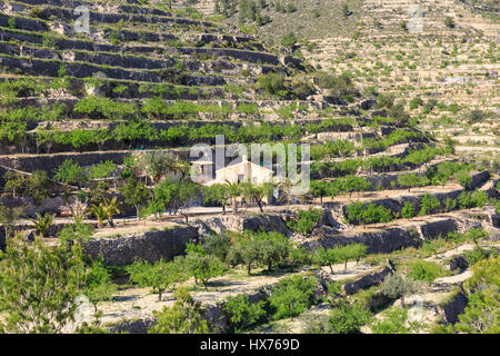 Spain terraced terraces olive grove orchard huerto garden farming Stock ...