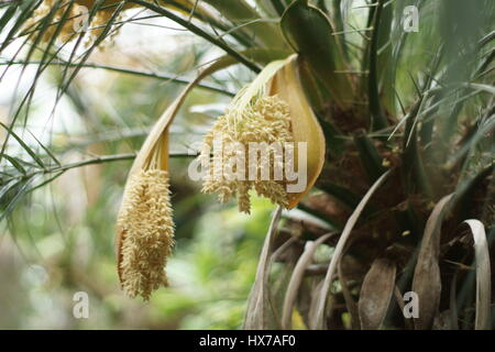 Cliff Date Palm or Phoenix rupicola (Thomas Anderson). AJC Bose Indian ...