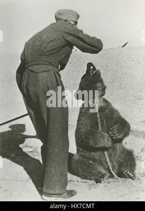 Wojtek was a famous Polish soldier who became a mascot for the Polish ...