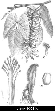 Mucuna pruriens, also known as the velvet bean, is a tropical legume ...