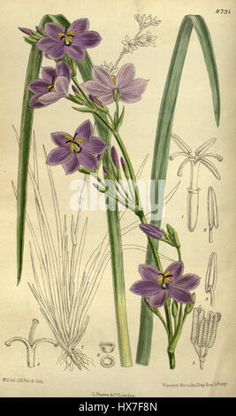 Orthrosanthus chimboracensis is a species of flowering plant native to ...
