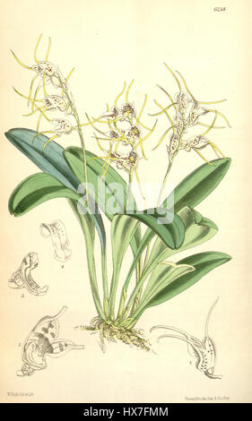 Masdevallia polysticta, an orchid species illustrated in Curtis ...