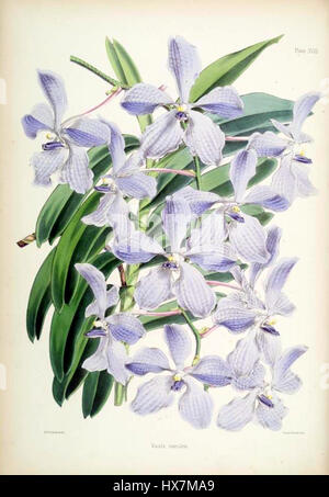 Vanda coerulea, known as the blue vanda orchid, is a rare species of ...