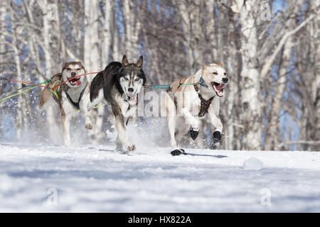 Kamchatka Peninsula, Russia: Kamchatka Kids Competitions Sled Dog Race ...