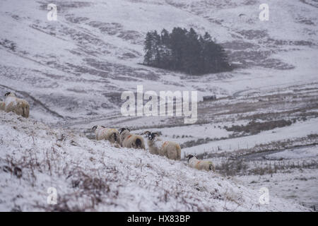 Sheep endure the deep snow fall in the Southern Uplands in Scotland due ...