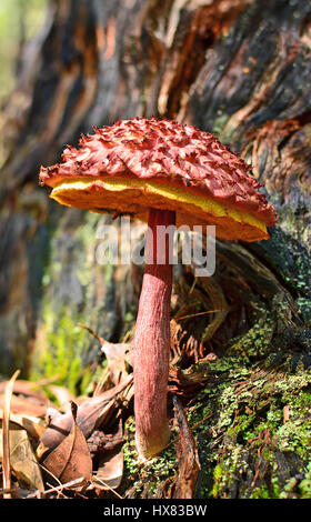 Brown shaggy cap mushroom (Boletellus emodensis) growing at the base of ...