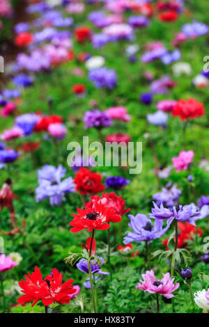 flowering ranunculus in spring Stock Photo - Alamy