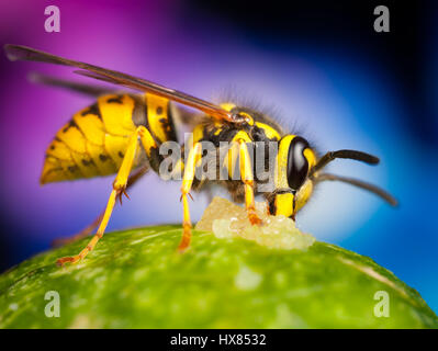 High magniciation macro close up Stock Photo - Alamy