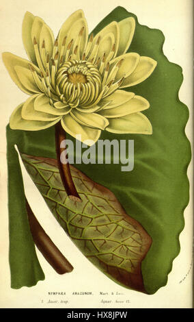 This illustration features the white water lily, scientifically known ...