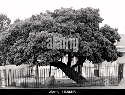 The Treaty Tree in Woodstock, Cape Town, is a historically significant ...