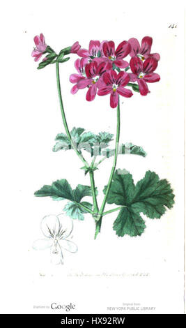 Bright pink geranium flowers in flower pots in a greenhouse Stock Photo ...