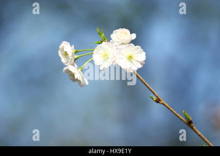 Cherry Blossom japan flowers natural background Stock Photo - Alamy
