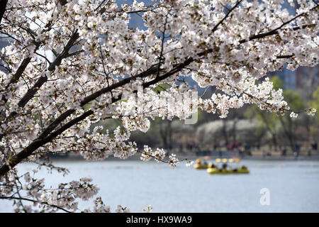 Cherry blossoms enter the best viewing time at Yuyuantan Park in ...